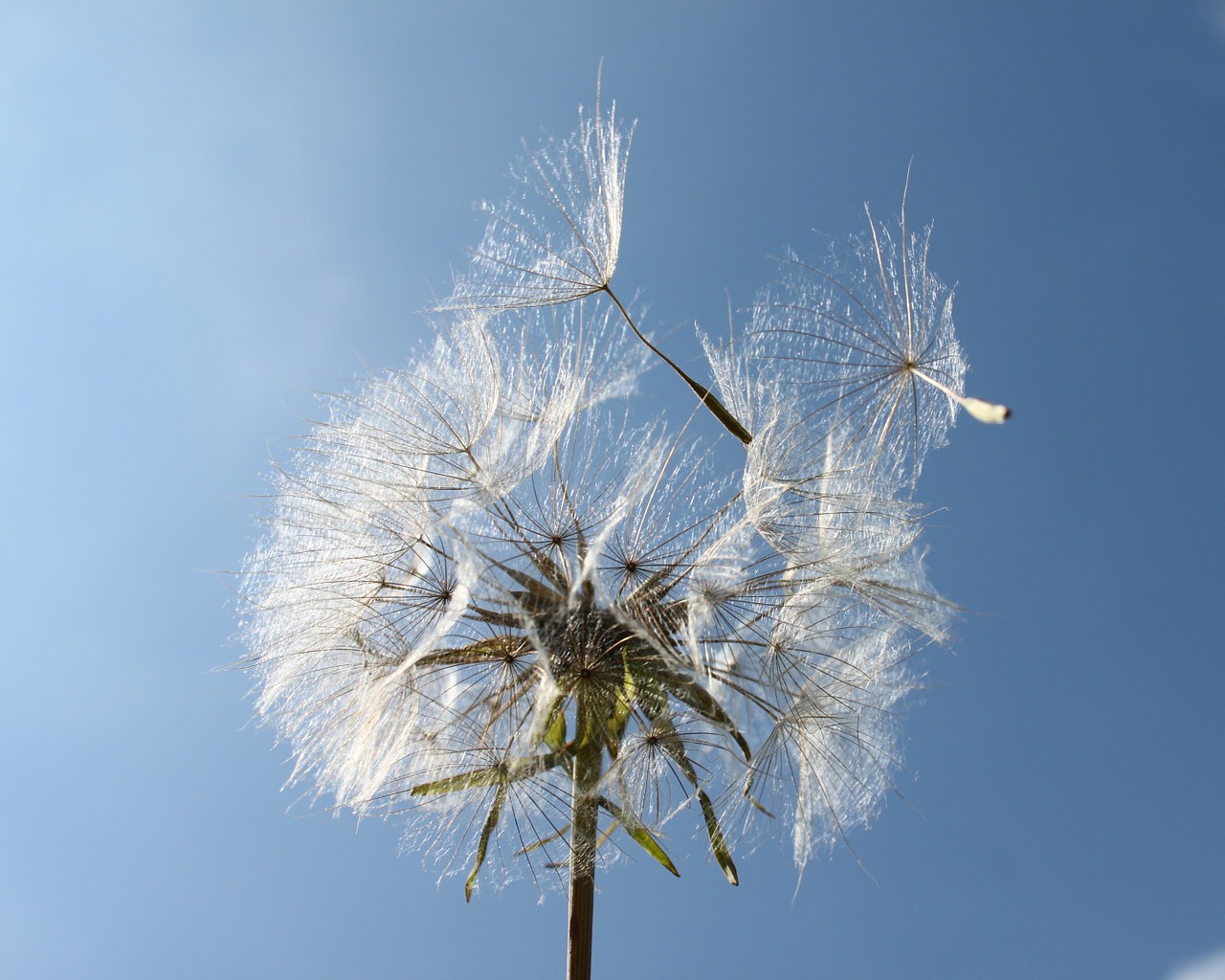 dandelion - North Group Consultants